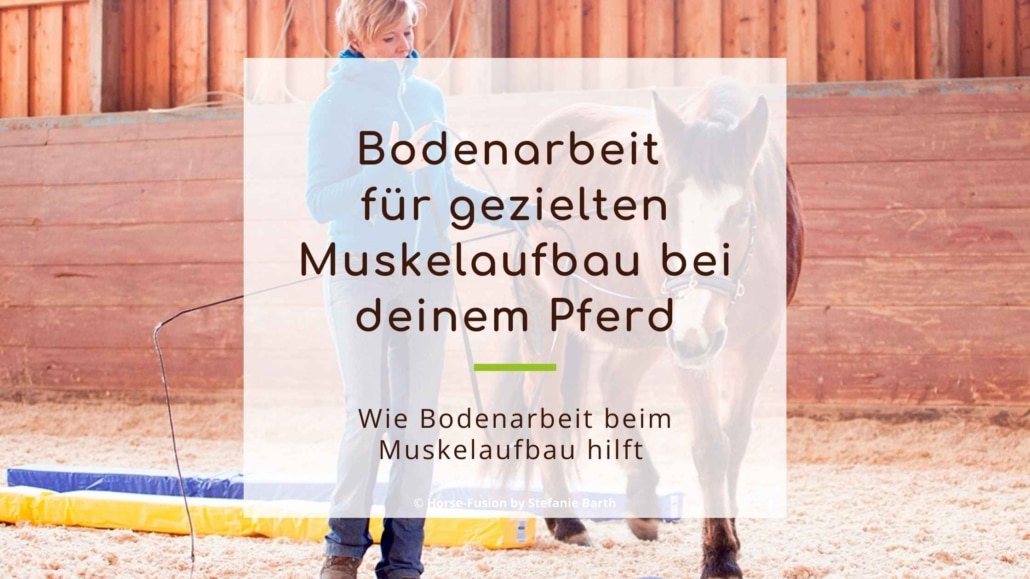 Trainingsplan Pferd Muskelaufbau Vom Boden